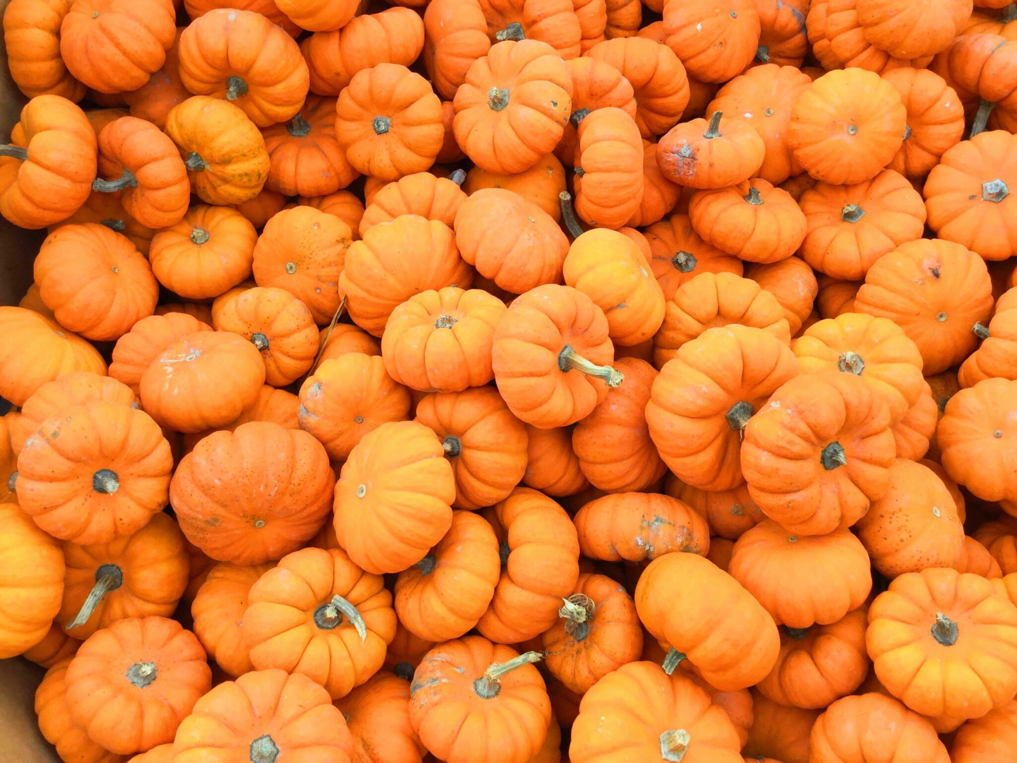 Illinois Continues to Lead the Nation in Pumpkin Production – IL Senate GOP